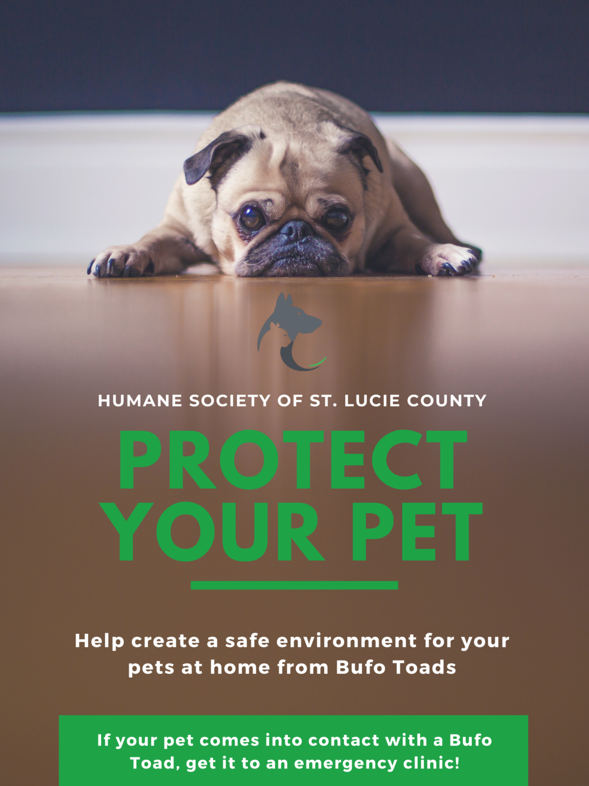 Bufo Toads: Be in the Know - Humane Society of St. Lucie County