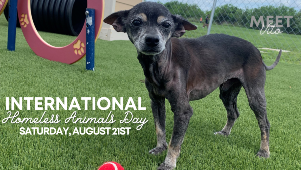 International Homeless Animals Day - Humane Society of St. Lucie County