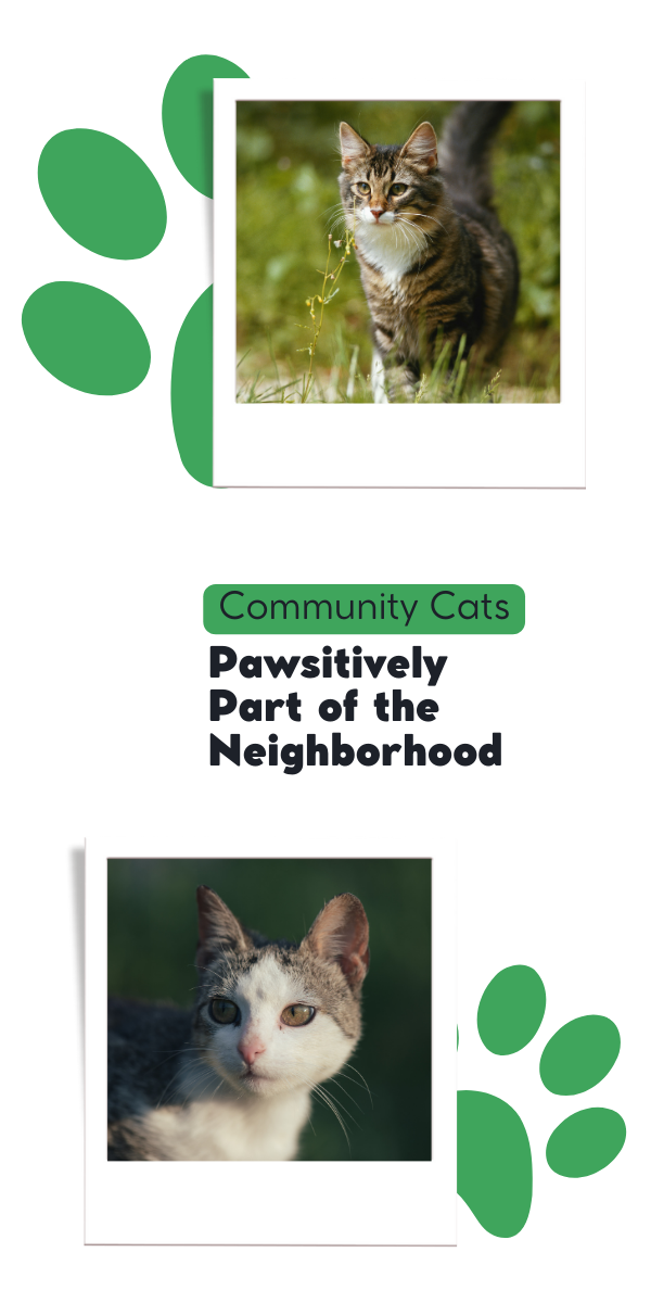 Understanding Community Cats - Humane Society of St. Lucie County