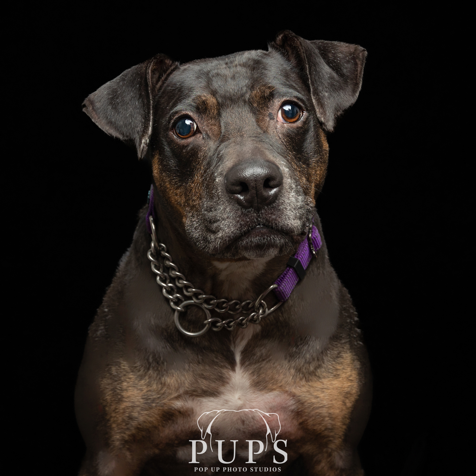 Holly - Pet of the Month (November 2025) - Humane Society of St. Lucie ...